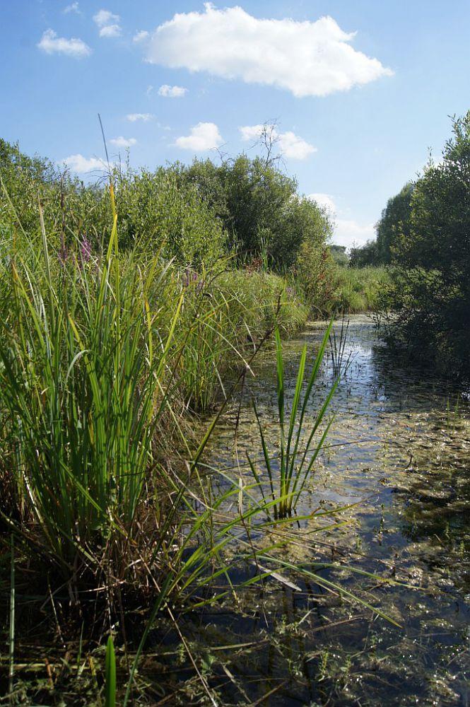 Sortie nature : Faune et flore d’été - Amiens Tourisme