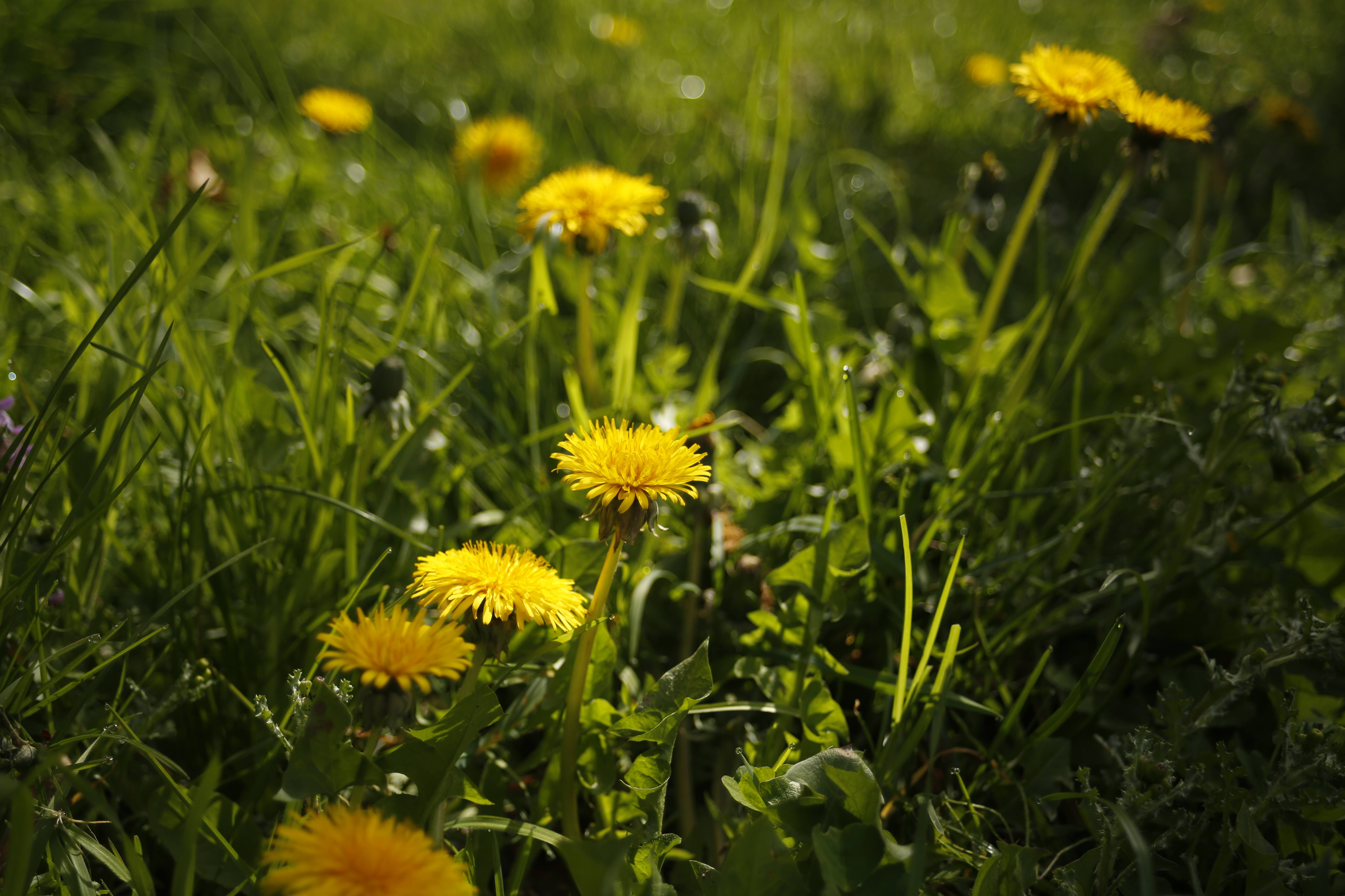 Les plantes comestibles de la vallée de la Trie - Agenda - ERCOURT ...