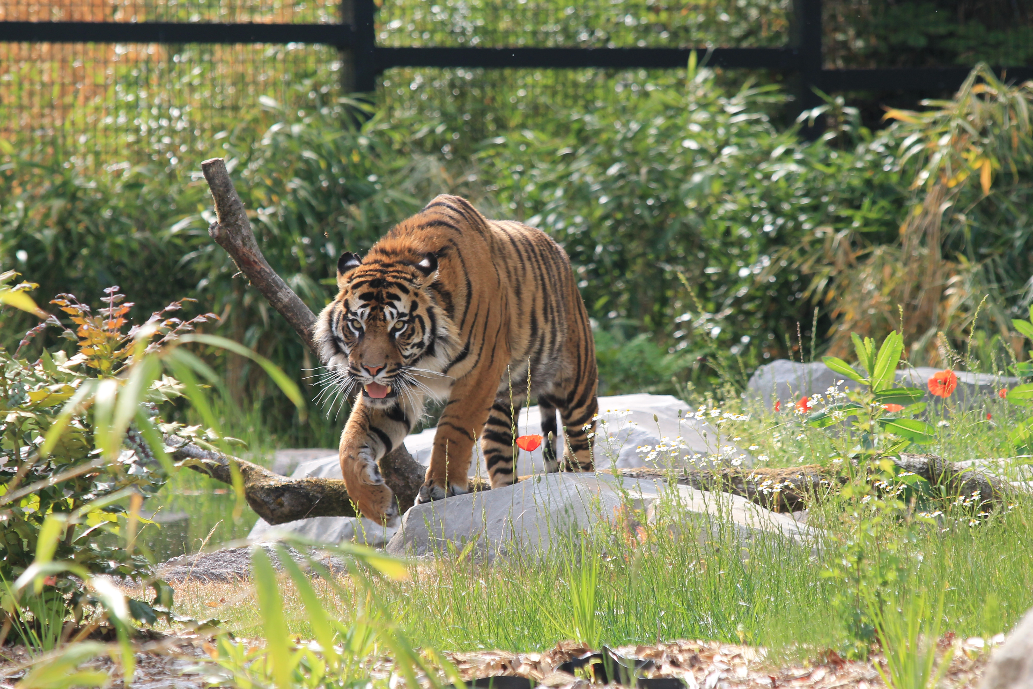 Zoo d'Amiens - Amiens Tourisme
