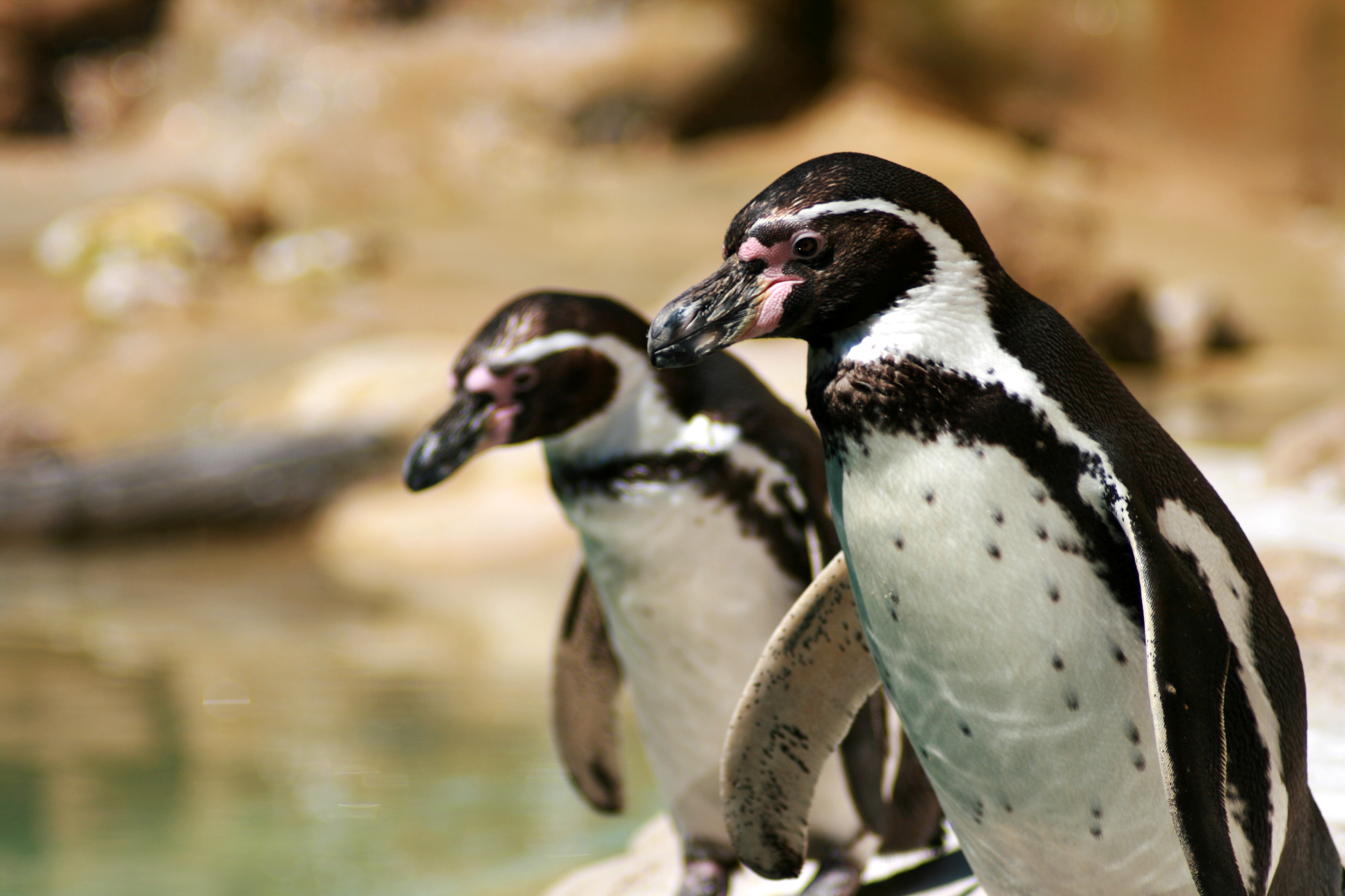 Zoo d'Amiens - Amiens Tourisme